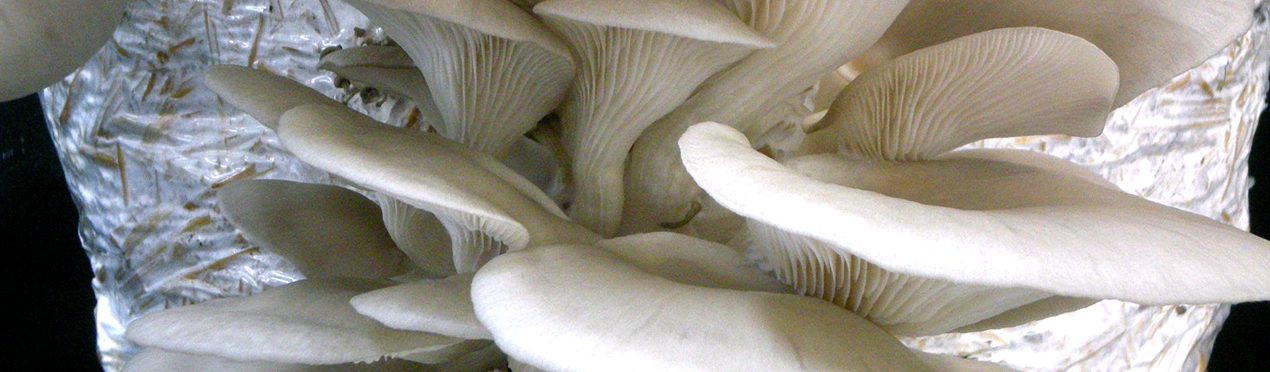 Cultivo de hongos comestibles en una comunidad rural de Veracruz, alternativa para la soberanía ...